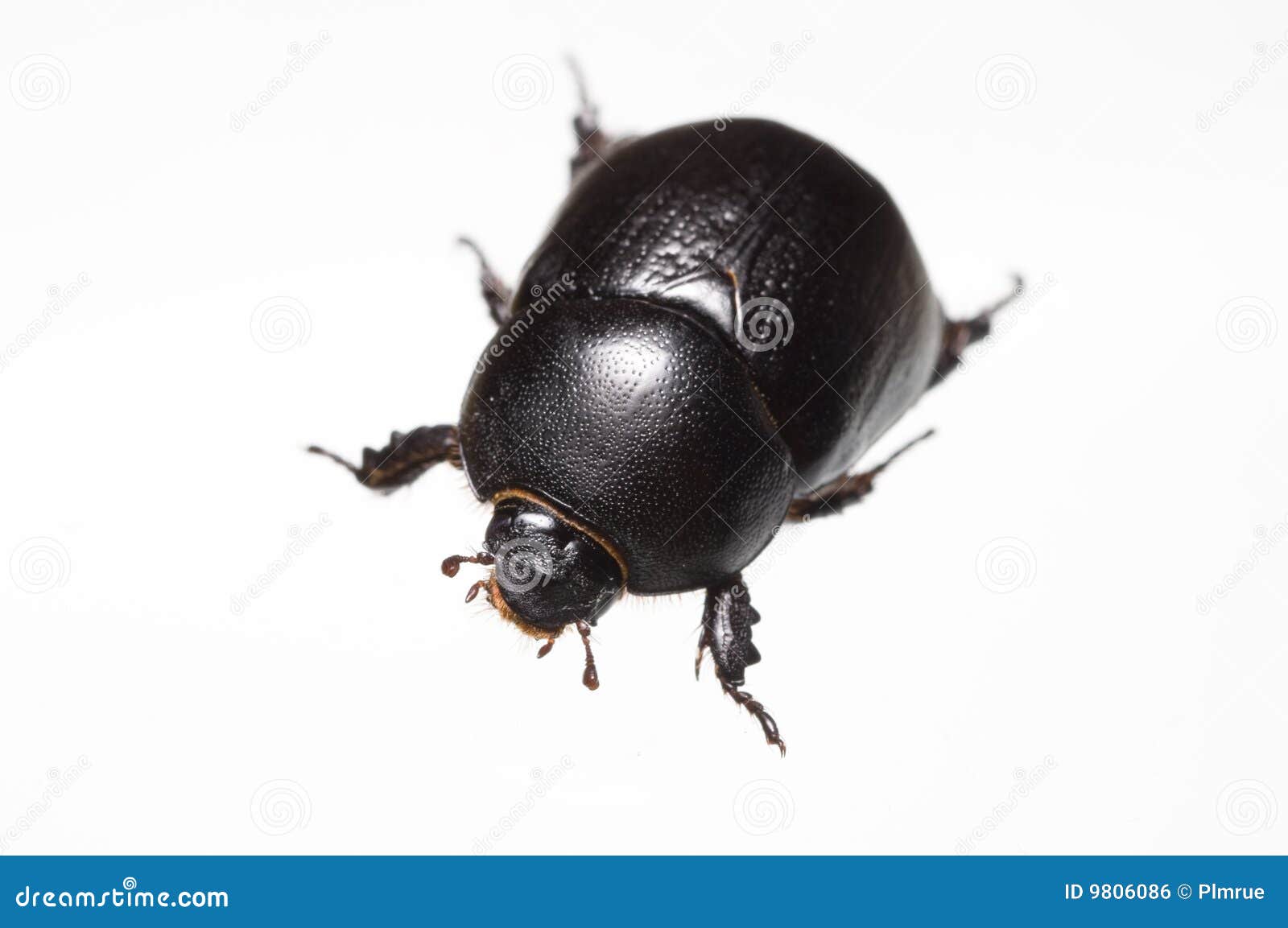 Scarab stock photo. Image of insect, scarab, background - 9806086