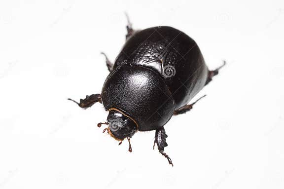 Scarab stock photo. Image of insect, scarab, background - 9806086