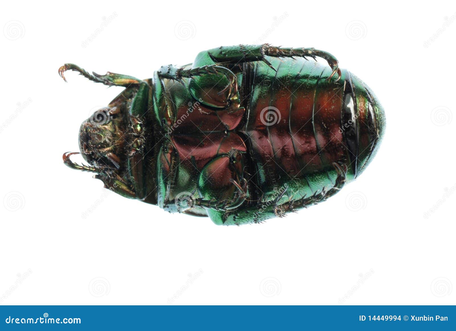 Scarab beetle stock photo. Image of entomology, flying - 14449994