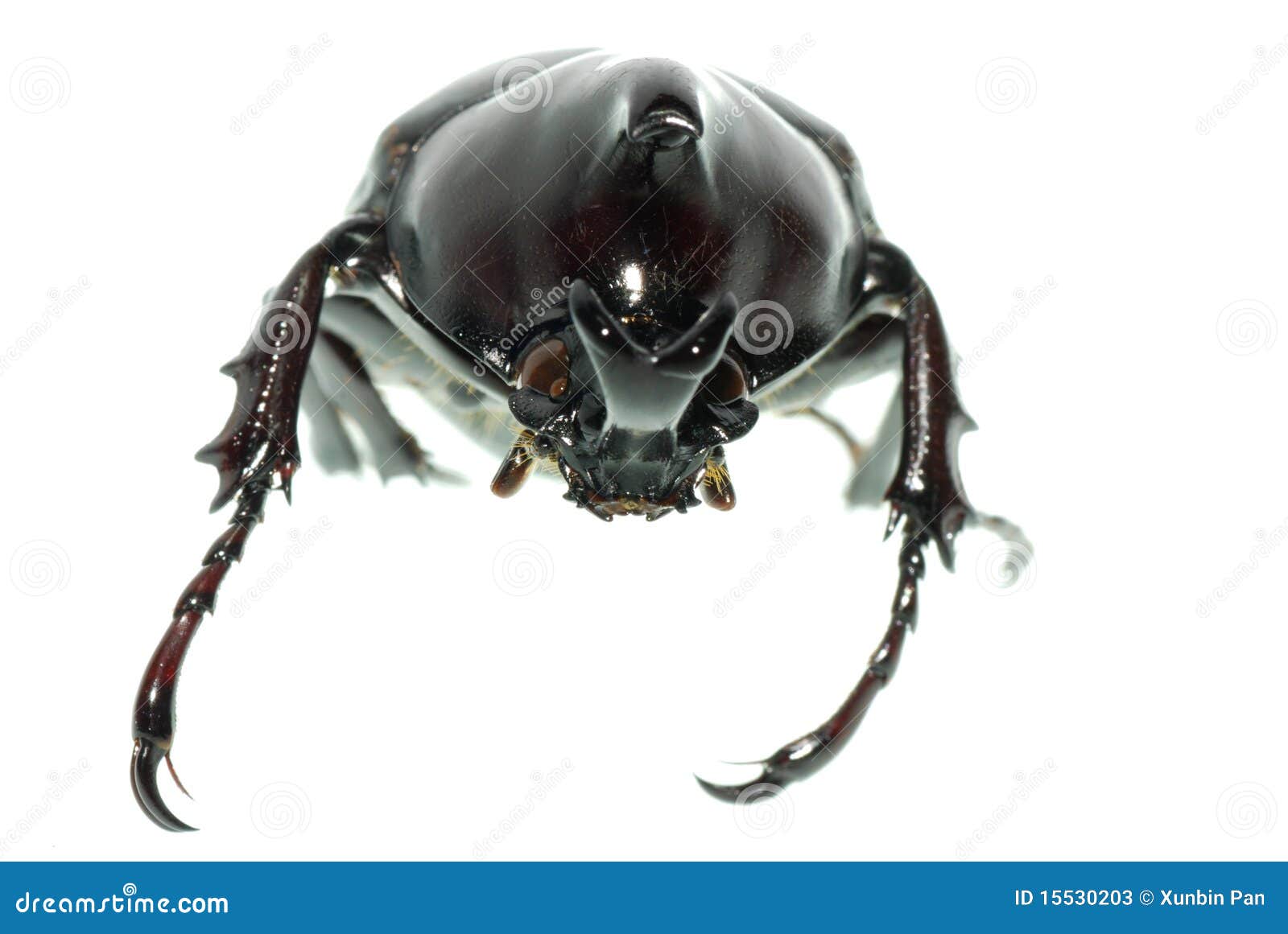 Scarab beetle stock image. Image of closeup, invertebrate - 15530203