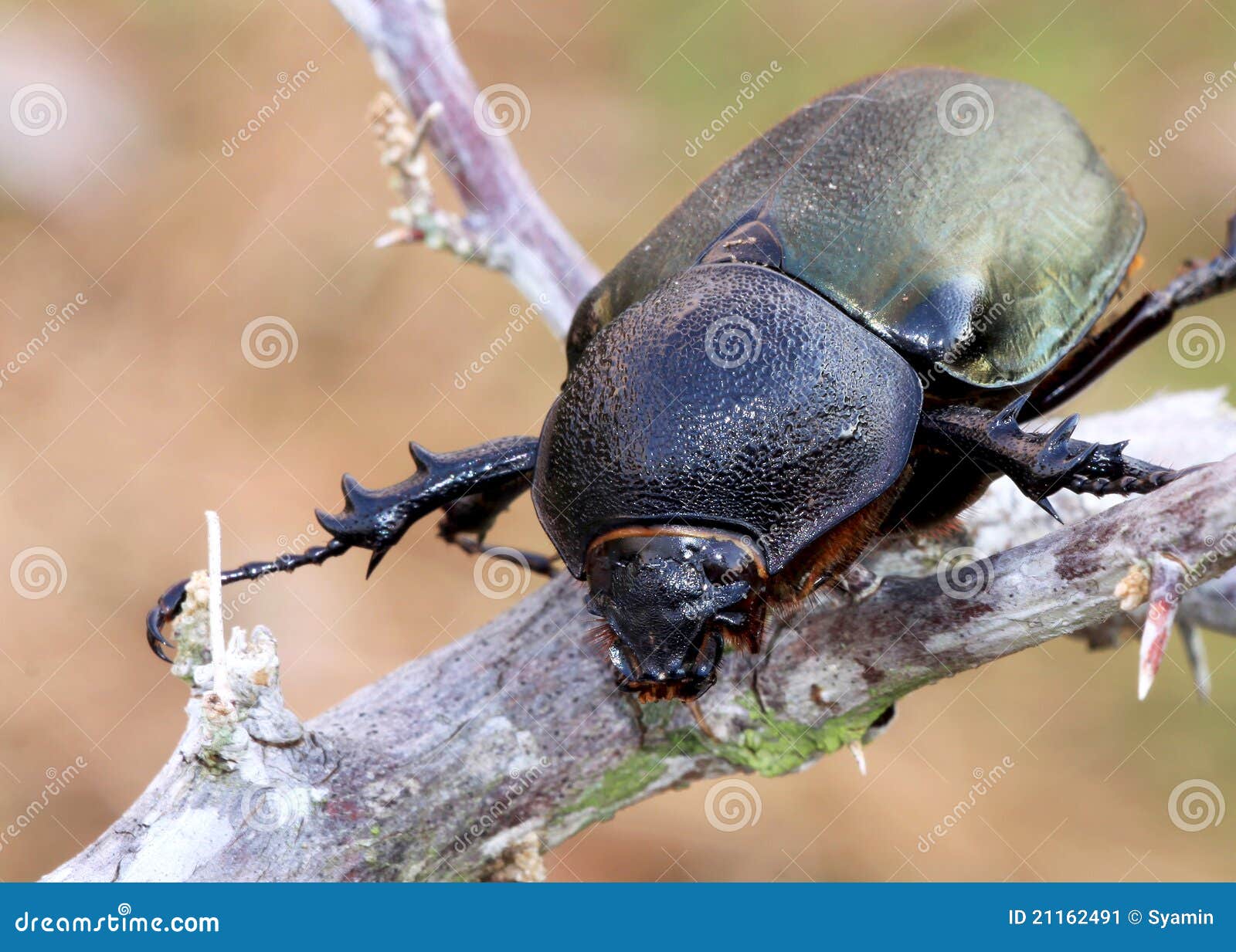 Scarab beetle stock image. Image of scarab, iridescent - 21162491
