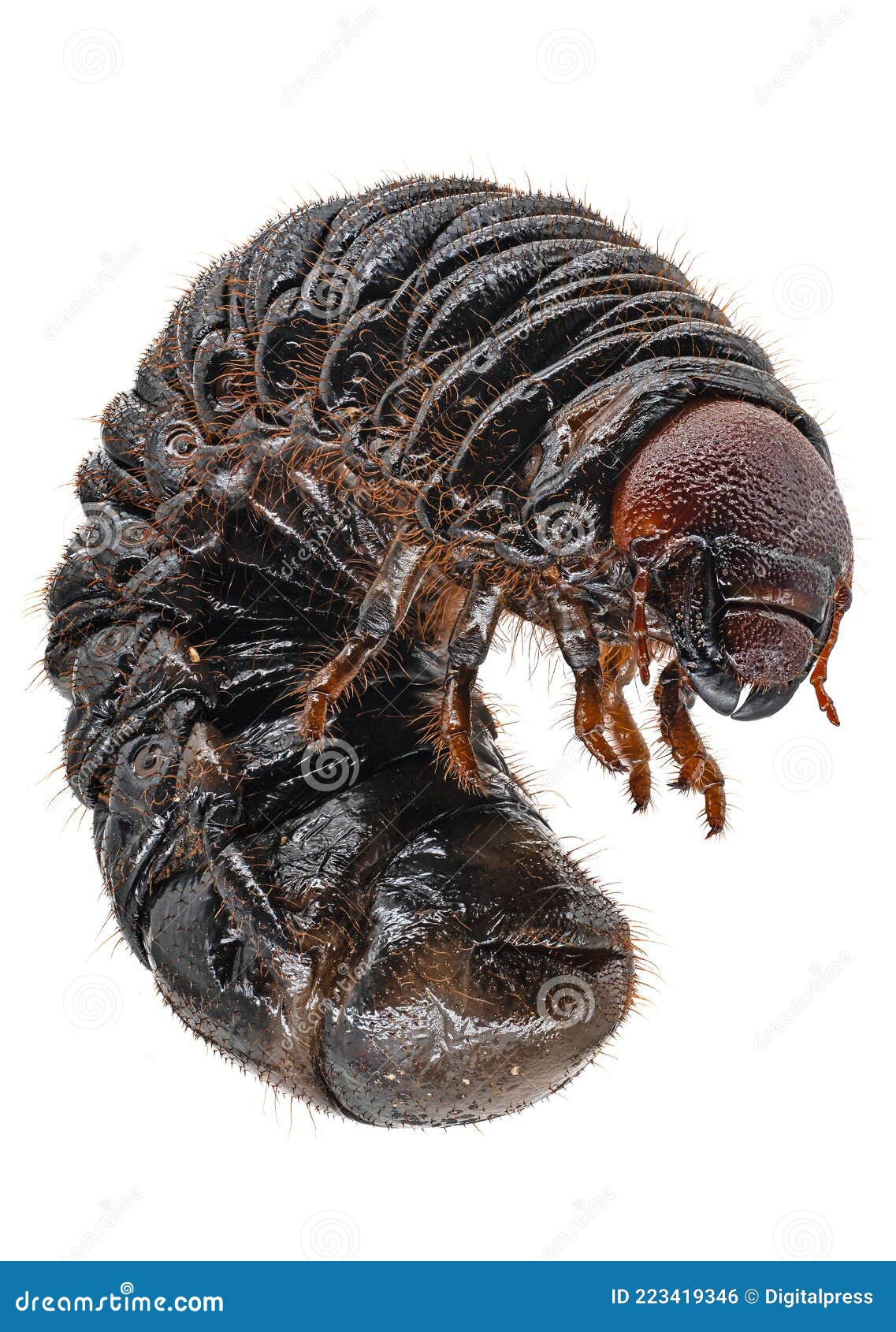 Scarab Beetle Grub Macrophotography Stock Photo - Image of ugliness ...