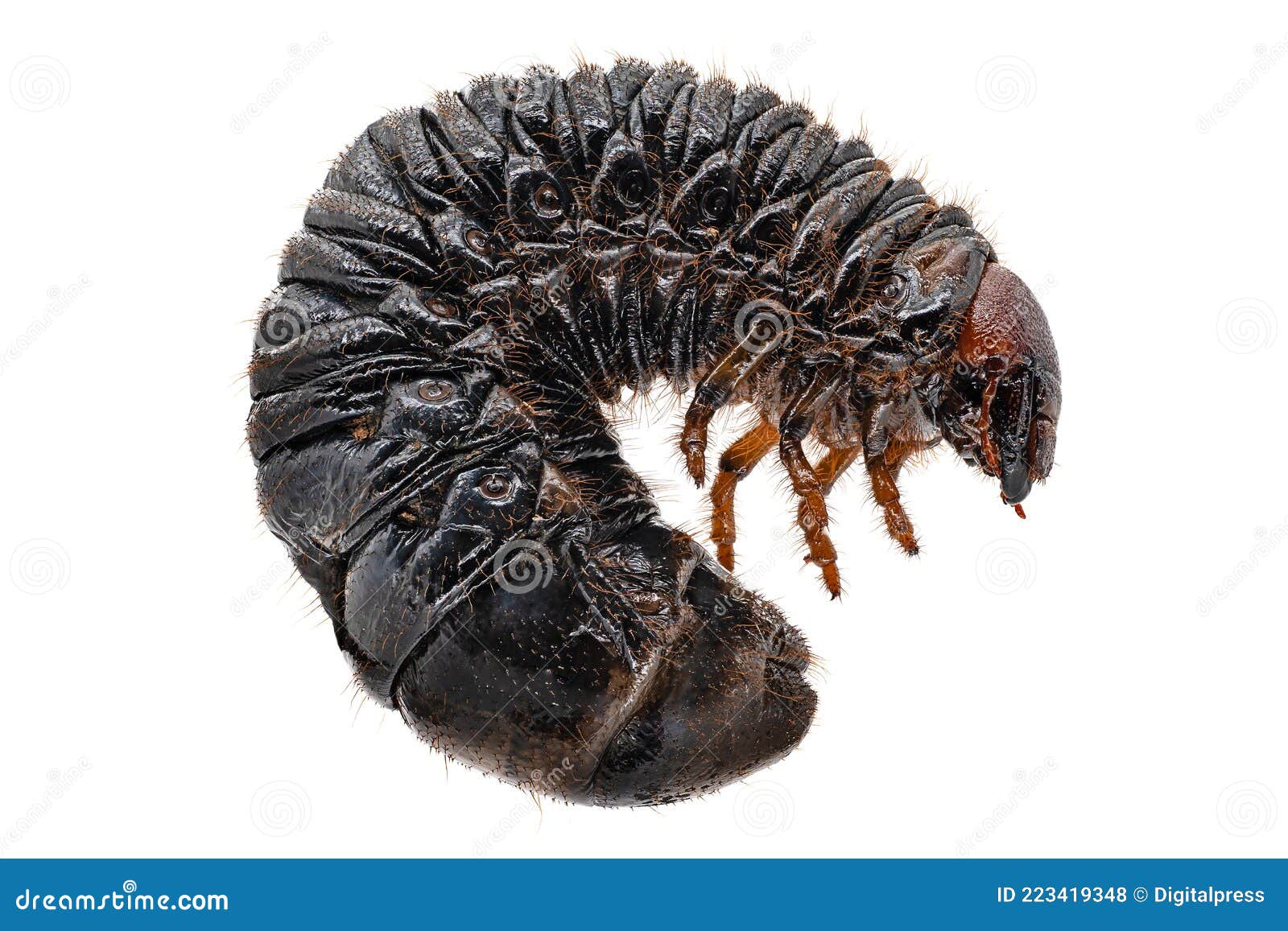 Scarab Beetle Grub Macrophotography Stock Photo - Image of slimy ...