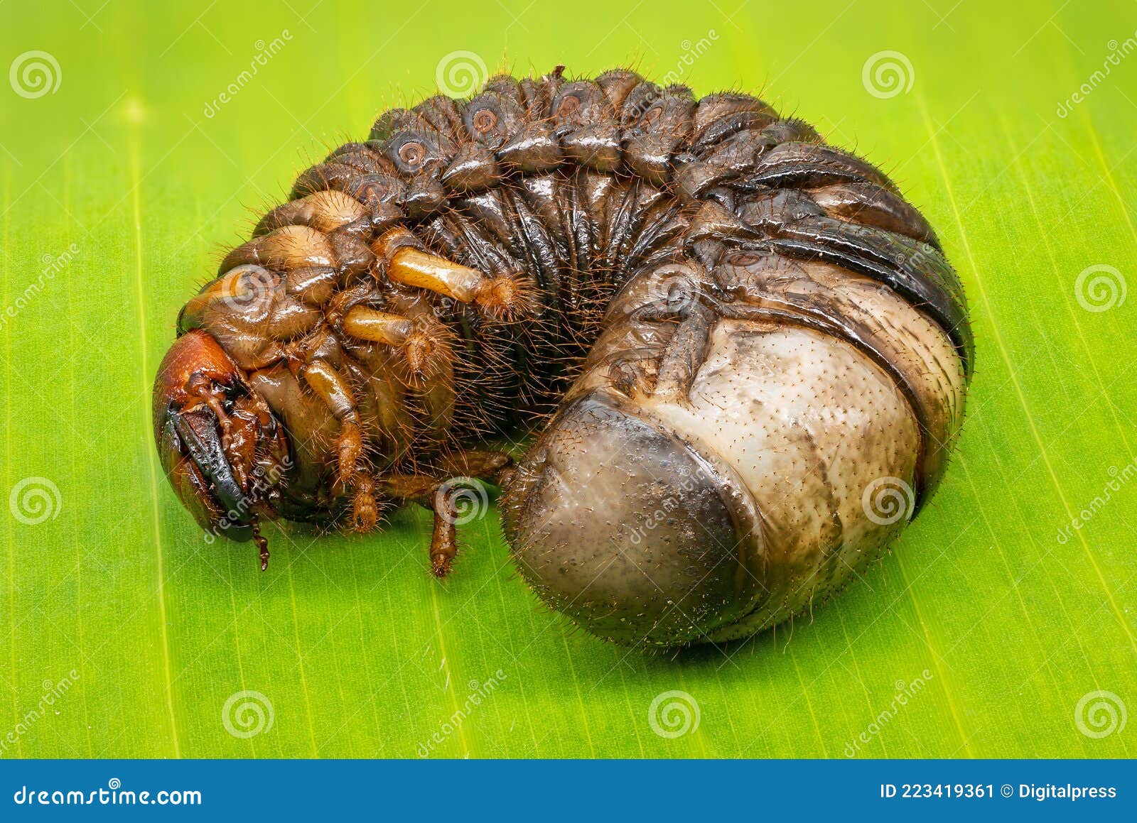 Scarab Beetle Grub Macrophotography Stock Image - Image of studio ...