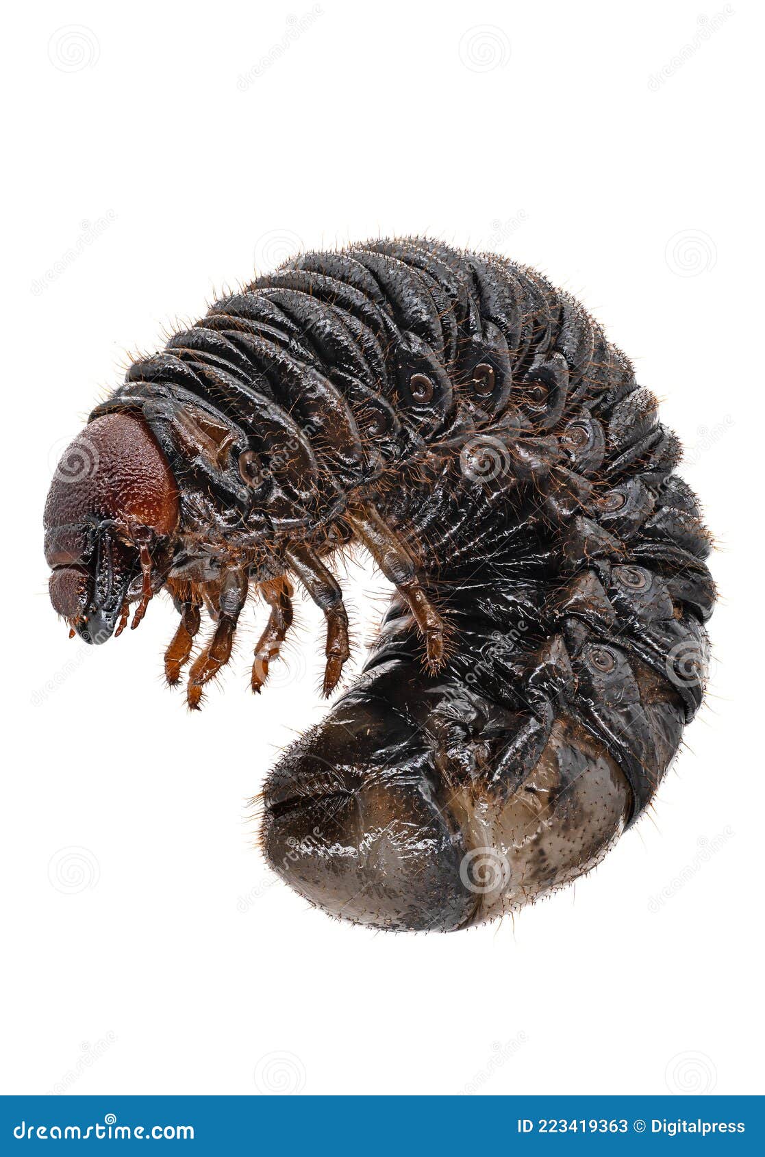 Scarab Beetle Grub Macrophotography Stock Image - Image of caterpillar ...