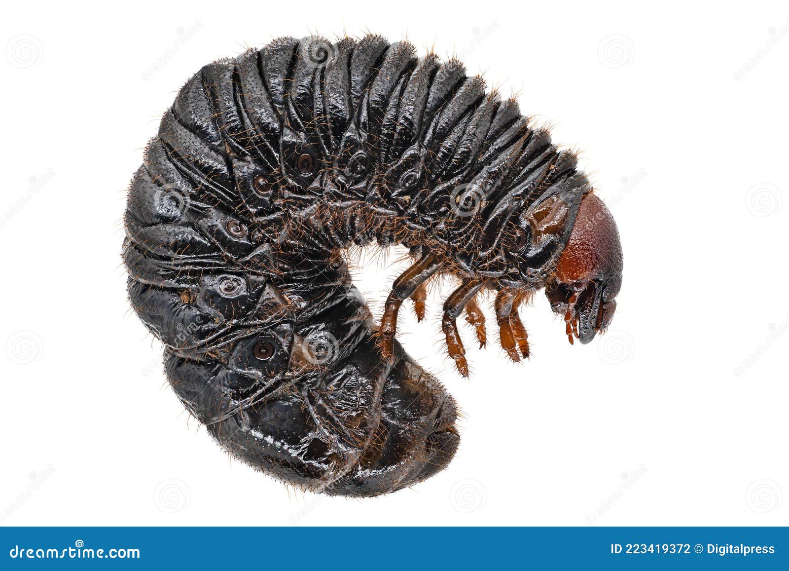 Scarab Beetle Grub Macrophotography Stock Photo - Image of studio ...