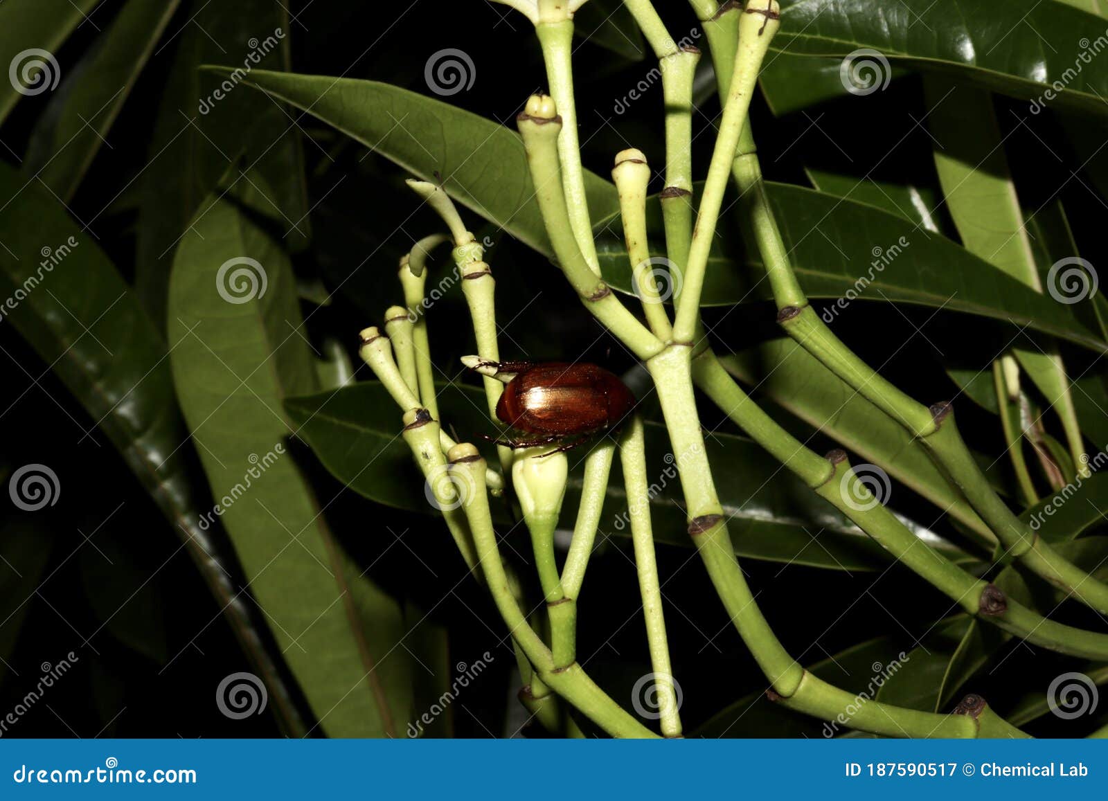 The Scarab Beetle stock image. Image of food, garden - 187590517