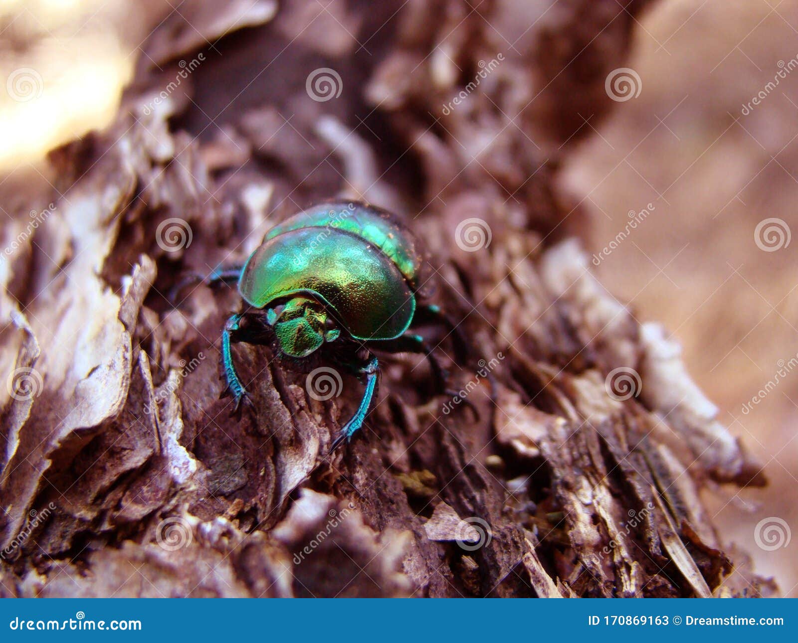 Scarab beetle on tree bark stock image. Image of summer - 170869163