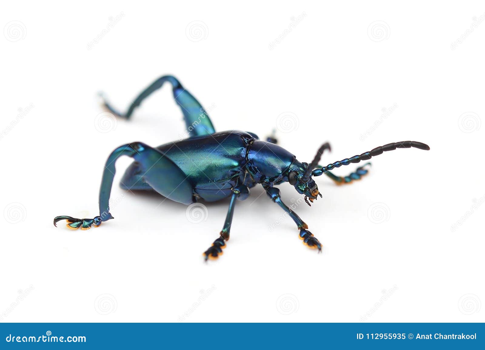 143 Scarab Beetle Purple Stock Photos - Free & Royalty-Free Stock ...