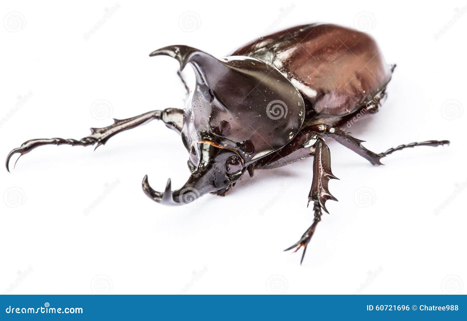 Scarab beetle stock photo. Image of wide, scarab, animal - 60721696