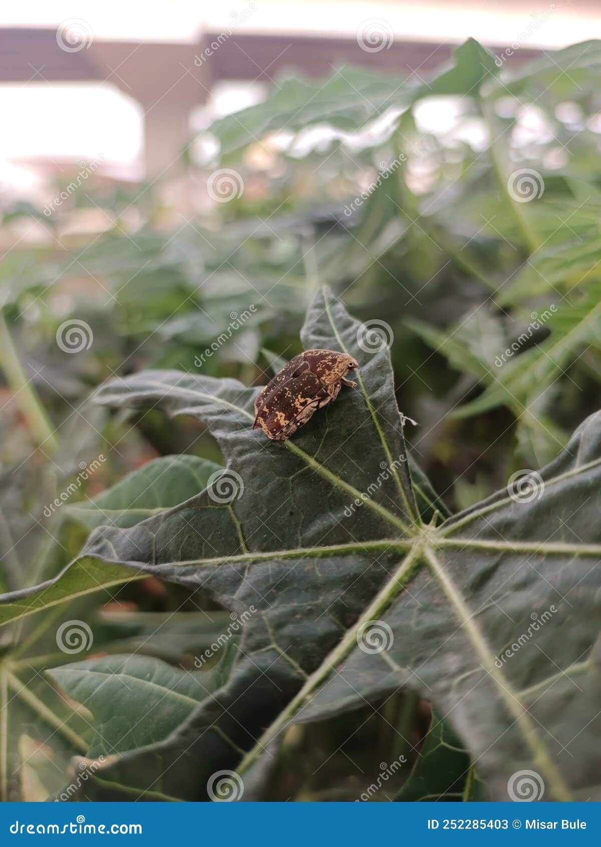 Scarab beetles on leaves stock image. Image of flower - 252285403