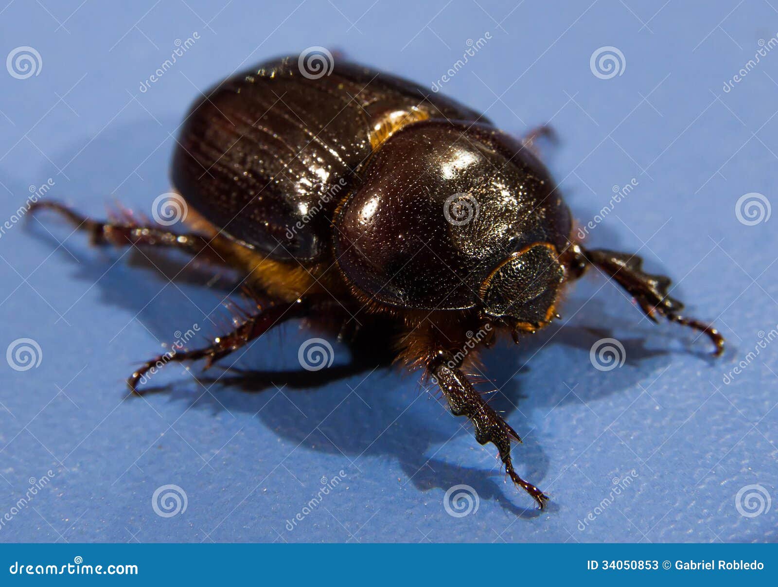 Scarab Stock Images - Download 4,416 Royalty Free Photos