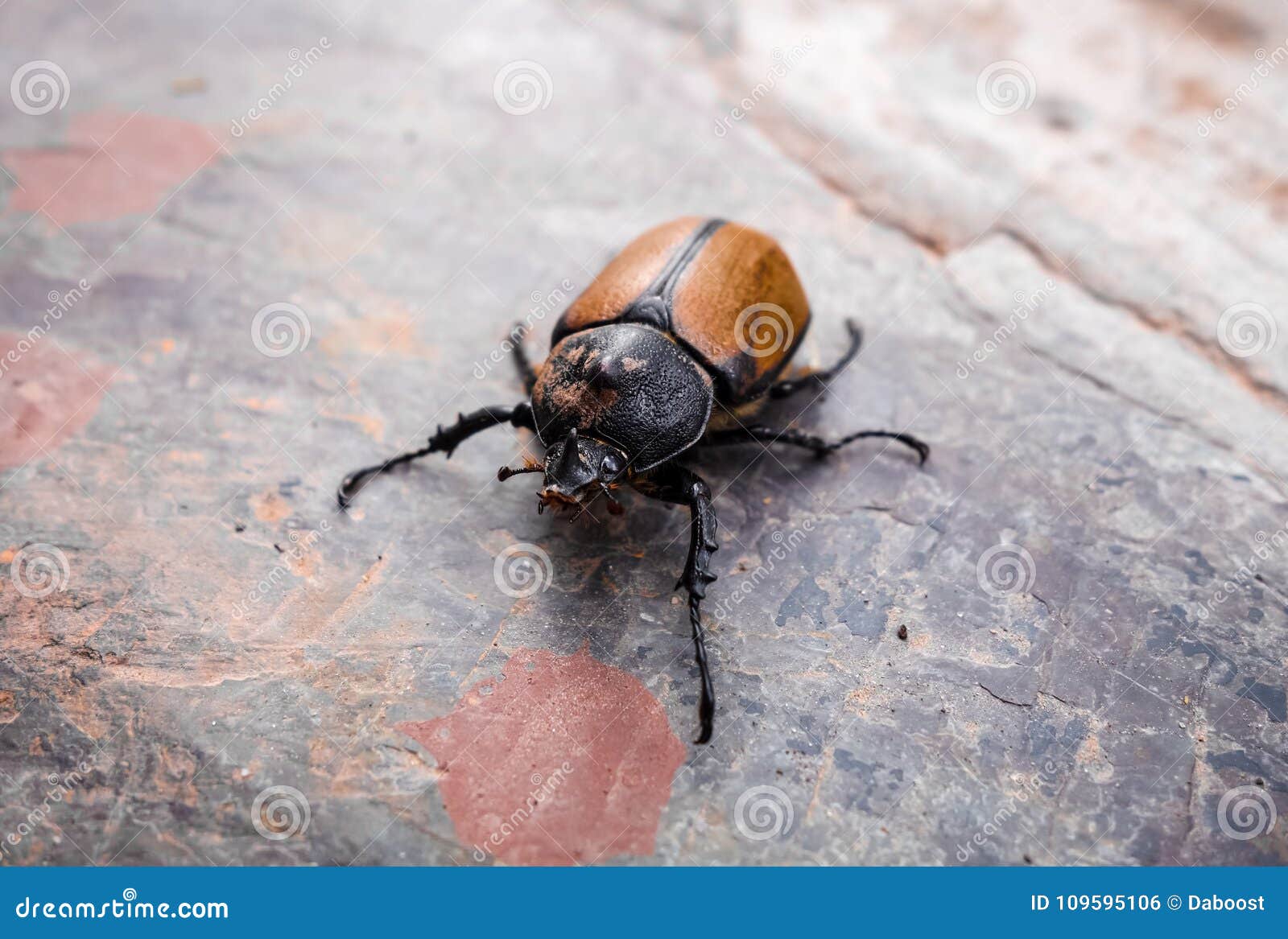 Scarab close-up view stock photo. Image of beauty, macro - 109595106