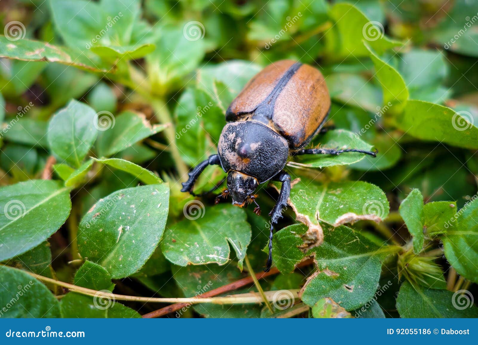 Scarab close-up view stock photo. Image of insect, coleopterous - 92055186
