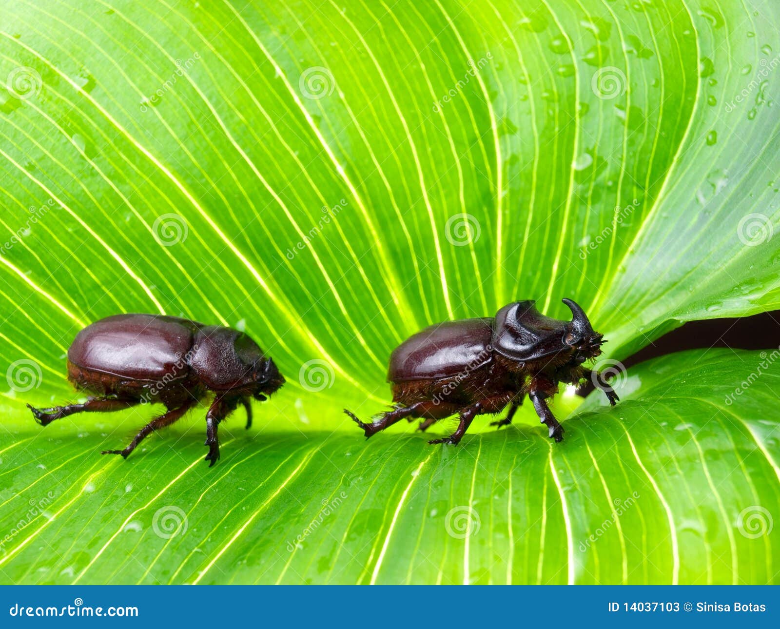 Scarab couple stock image. Image of horn, insect, macro - 14037103
