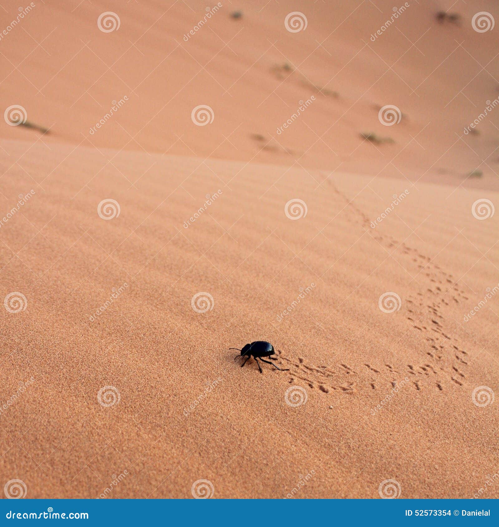 Scarab in desert stock photo. Image of rare, little, macro - 52573354