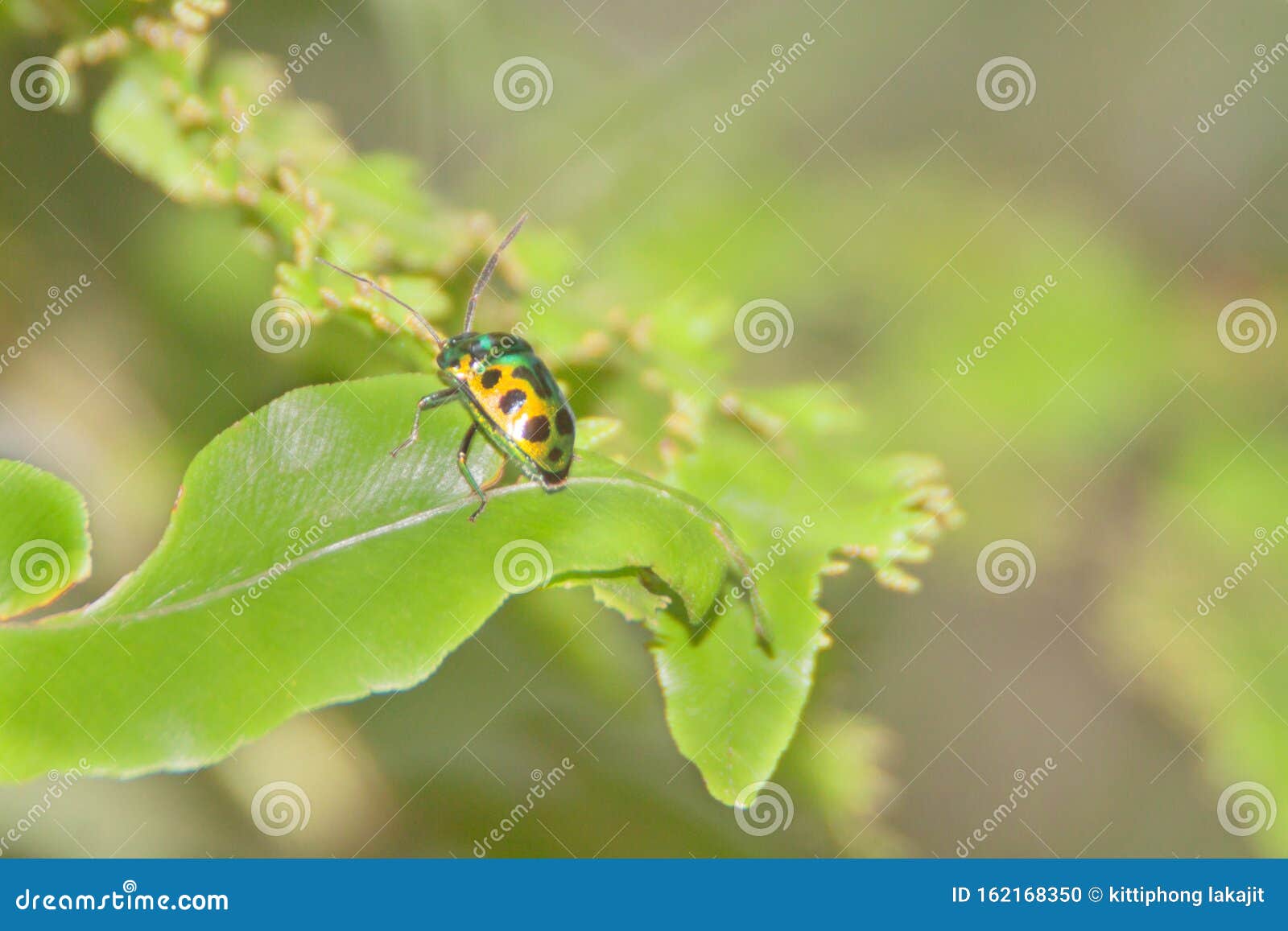 Yellow-green Scarab with Black Spots on the Wings on the Frond Leaf ...