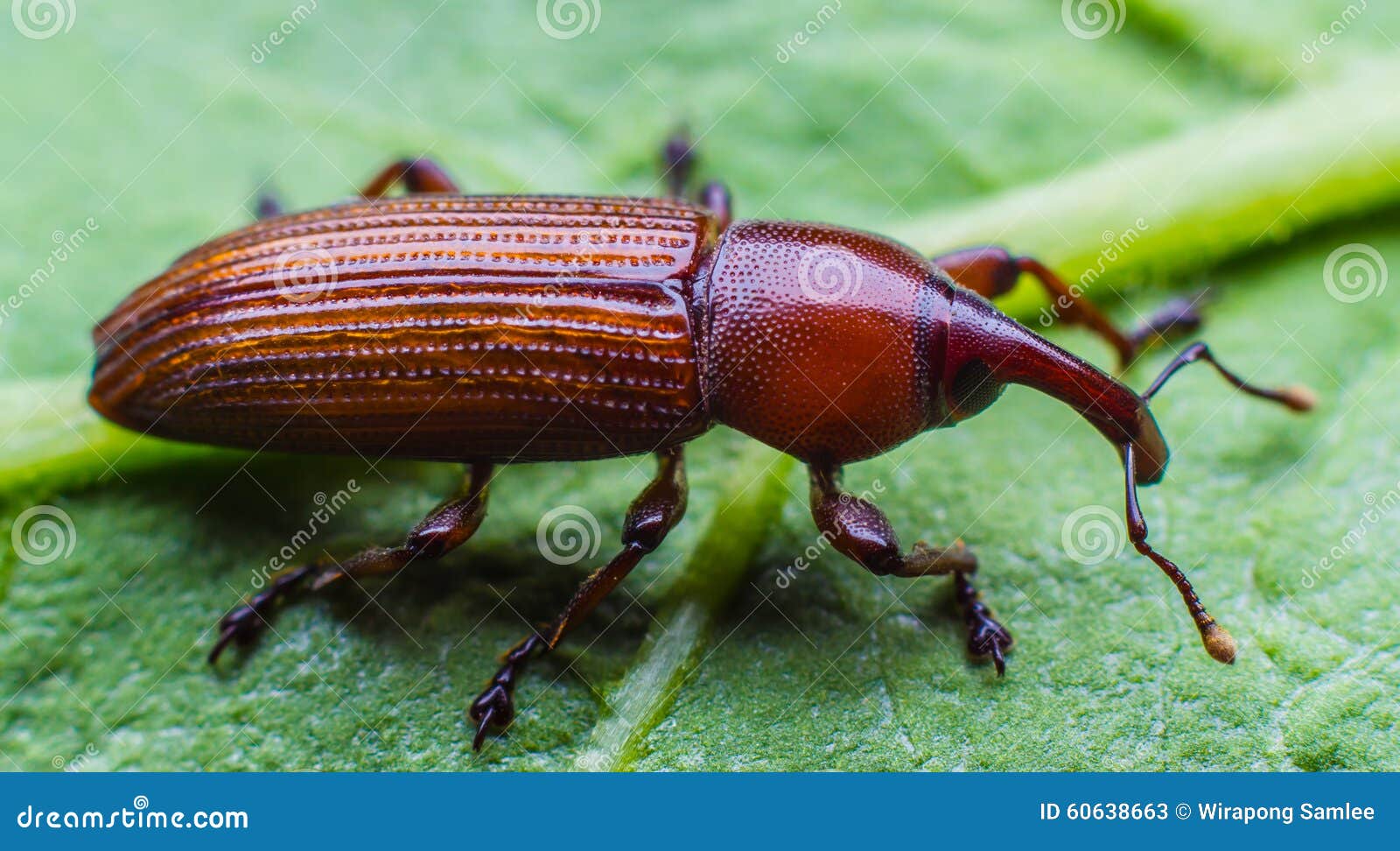 Scarab stock image. Image of beetle, biology, beauty - 60638663