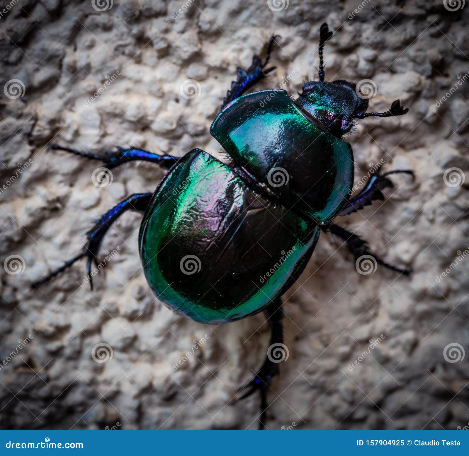 Scarab stock image. Image of color, outdoors, foreground - 157904925