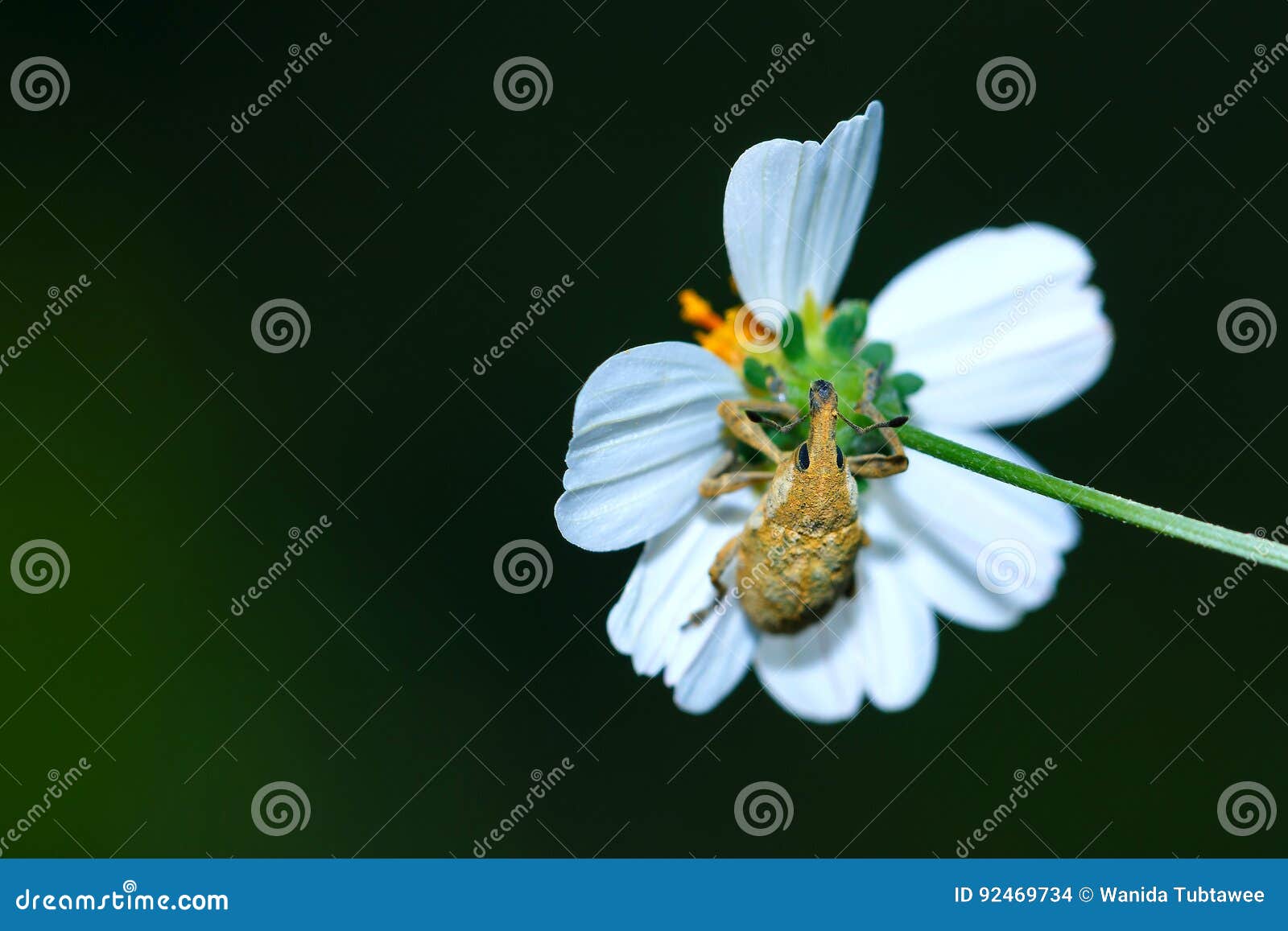 Scarab,insect,blue Scarab Beetle on Leaf. Stock Photo - Image of ...