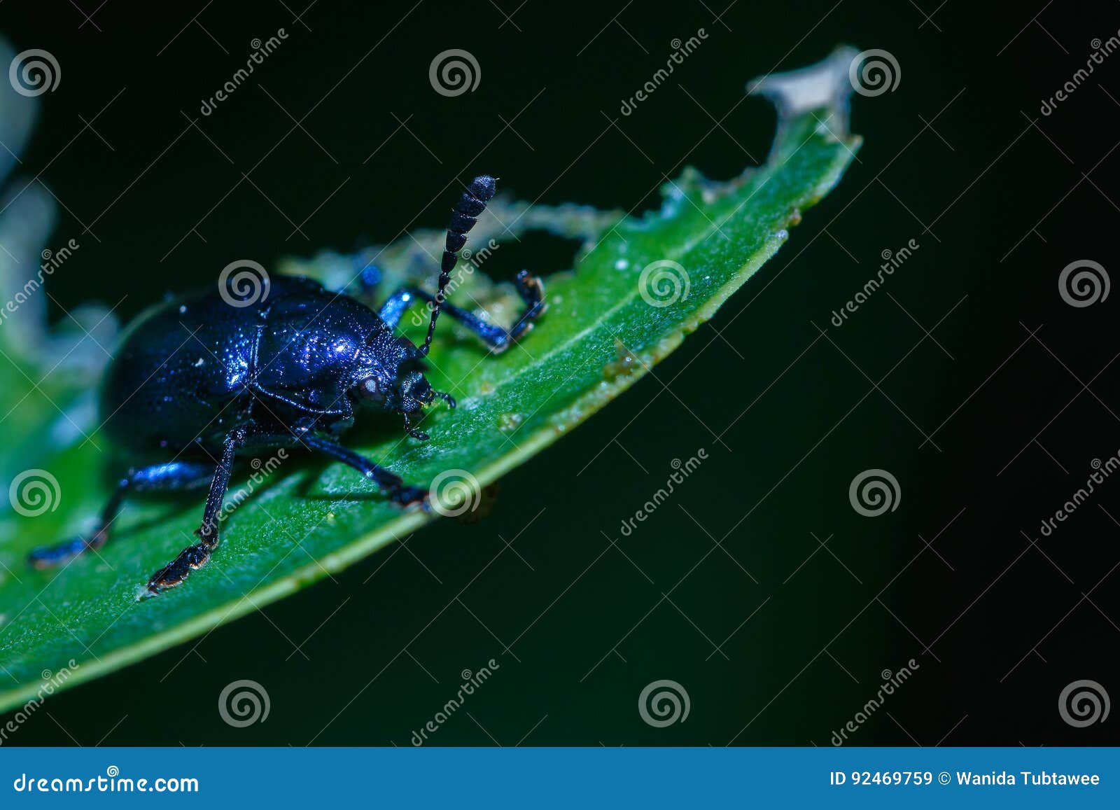 Scarab,insect,blue Scarab Beetle On Leaf. Stock Photography ...