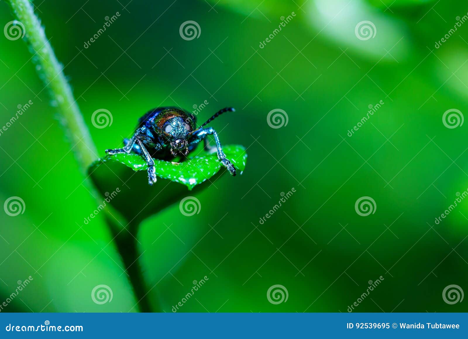 Scarab,insect,blue Scarab Beetle On Leaf. Stock Photography ...