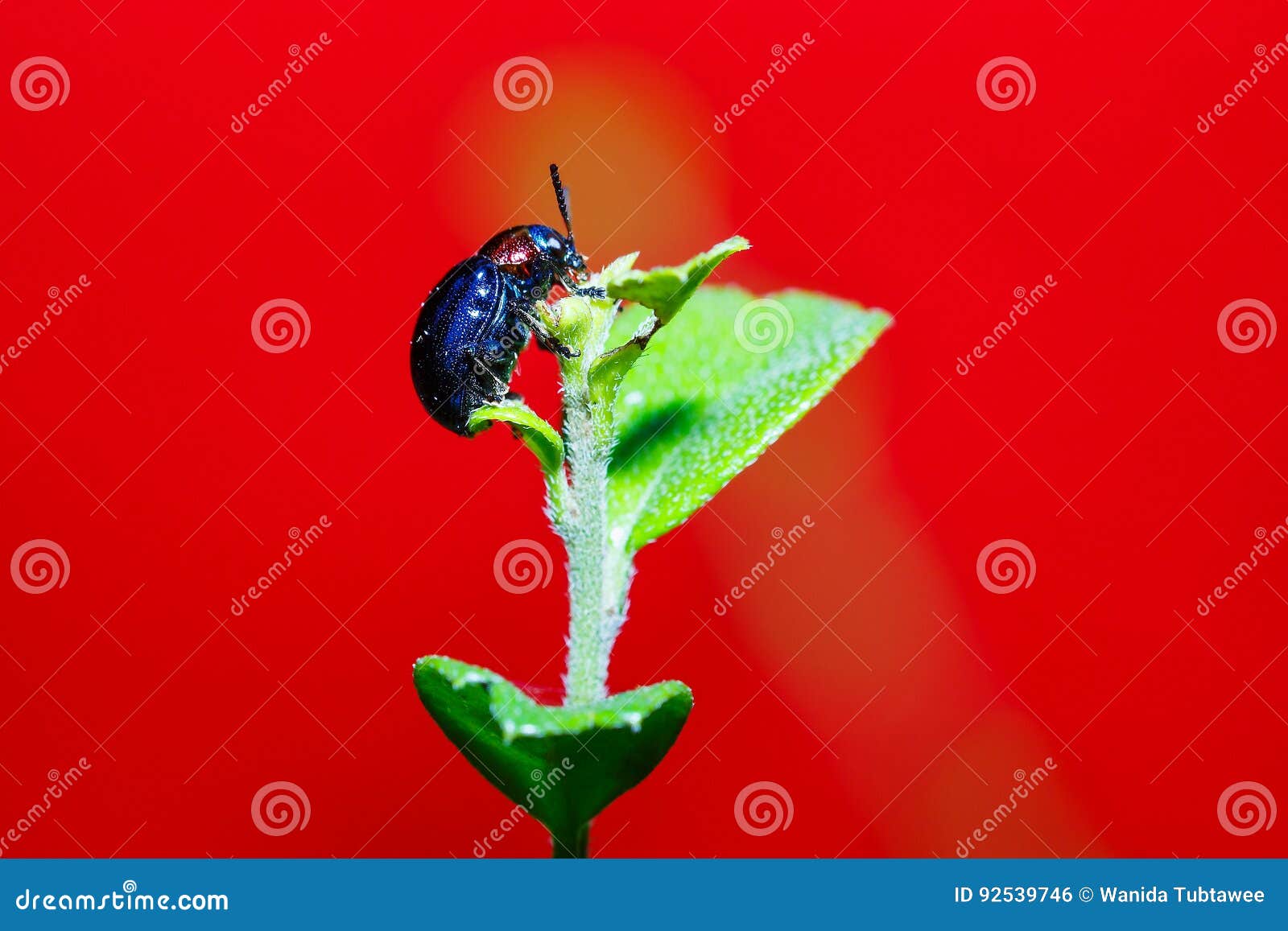 Scarab,insect,blue Scarab Beetle On Leaf. Stock Photography ...