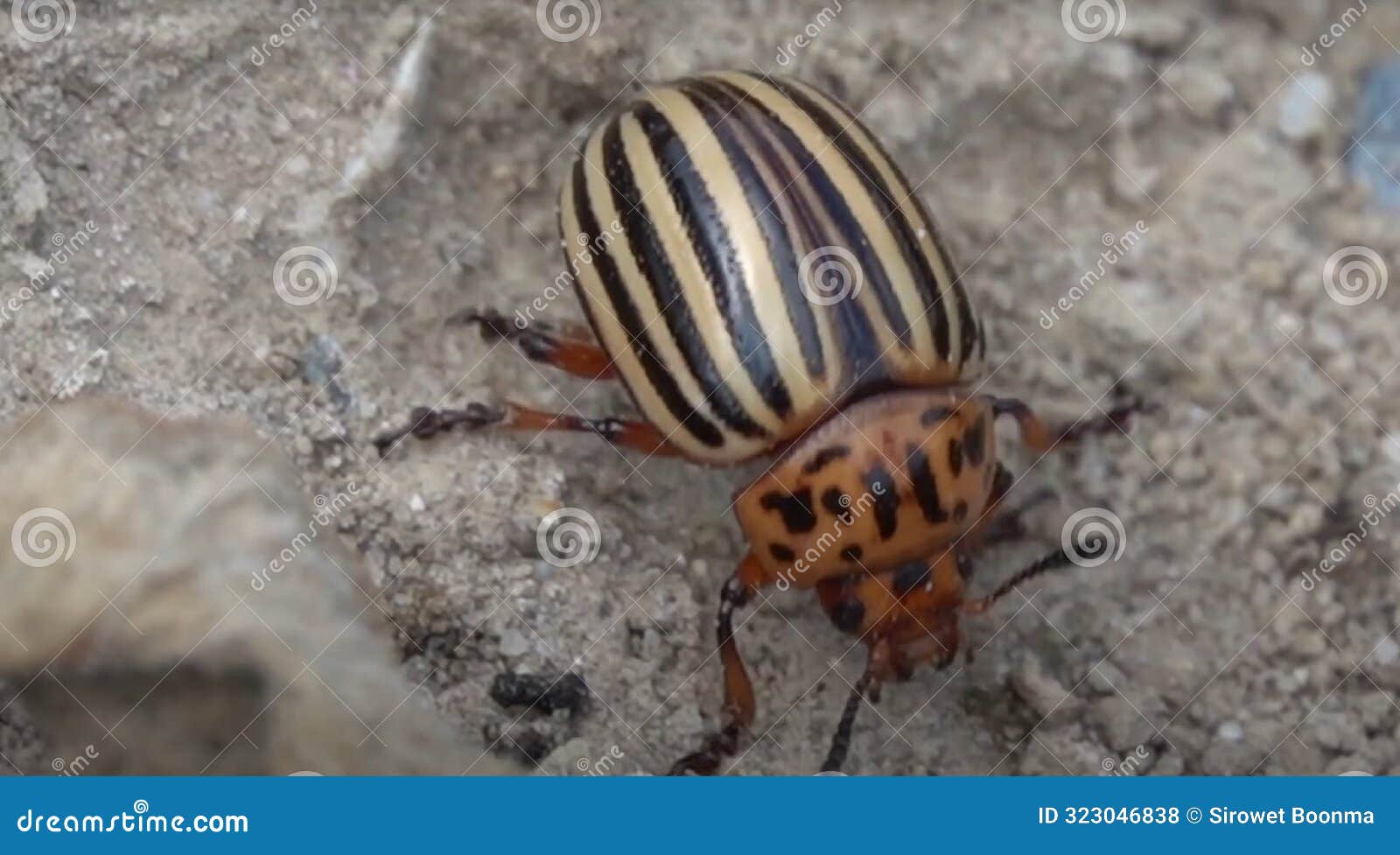 Scarab stock photo. Image of pollinate, macro, moth - 323046838