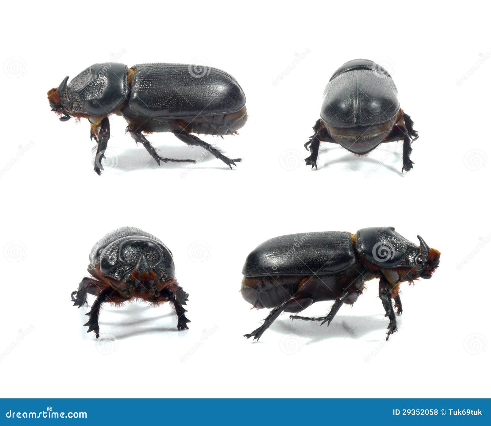 Scarab isolated stock photo. Image of shield, zoology - 29352058