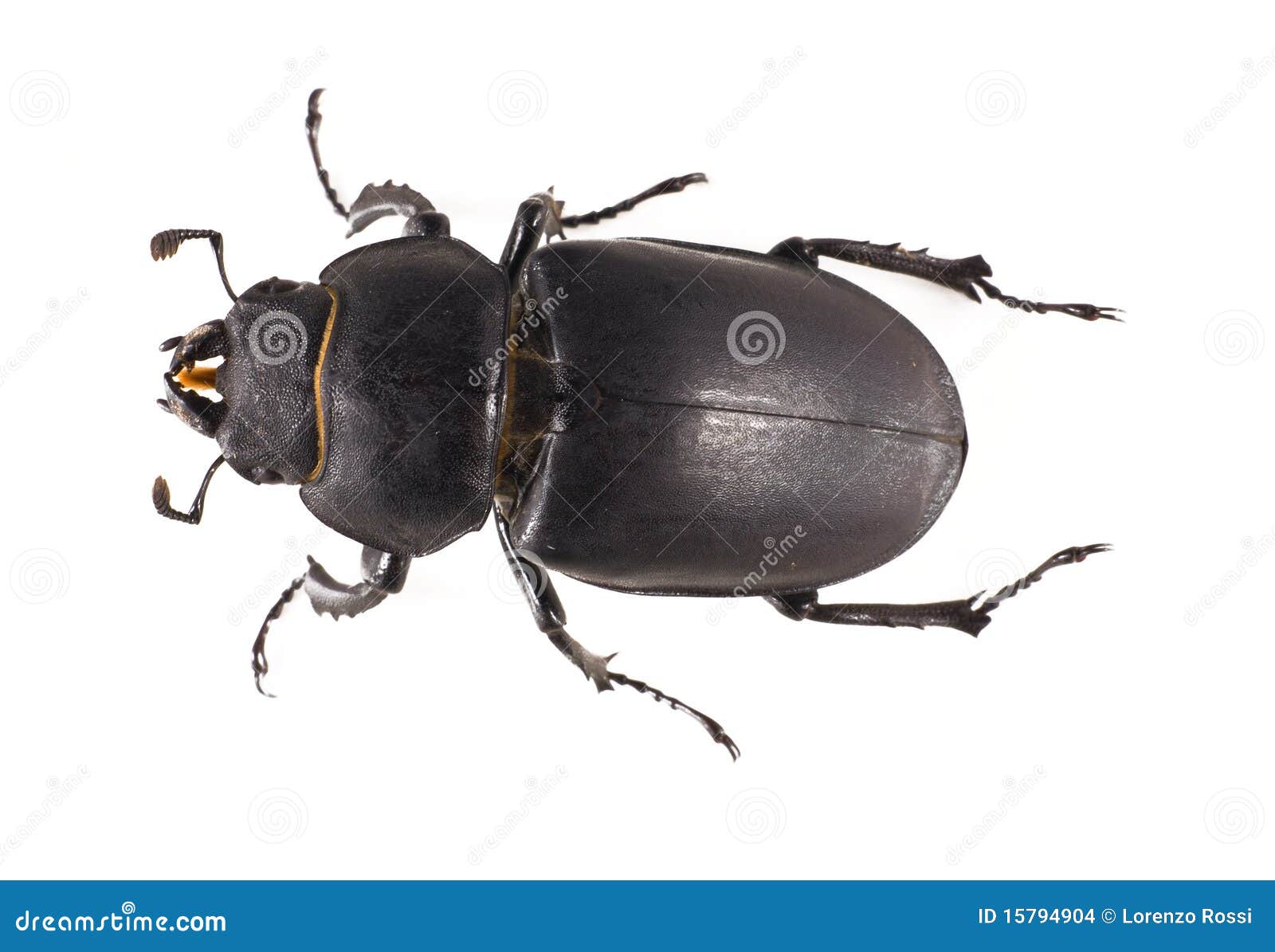 Scarab Isolated on White Background Stock Photo - Image of antenna ...