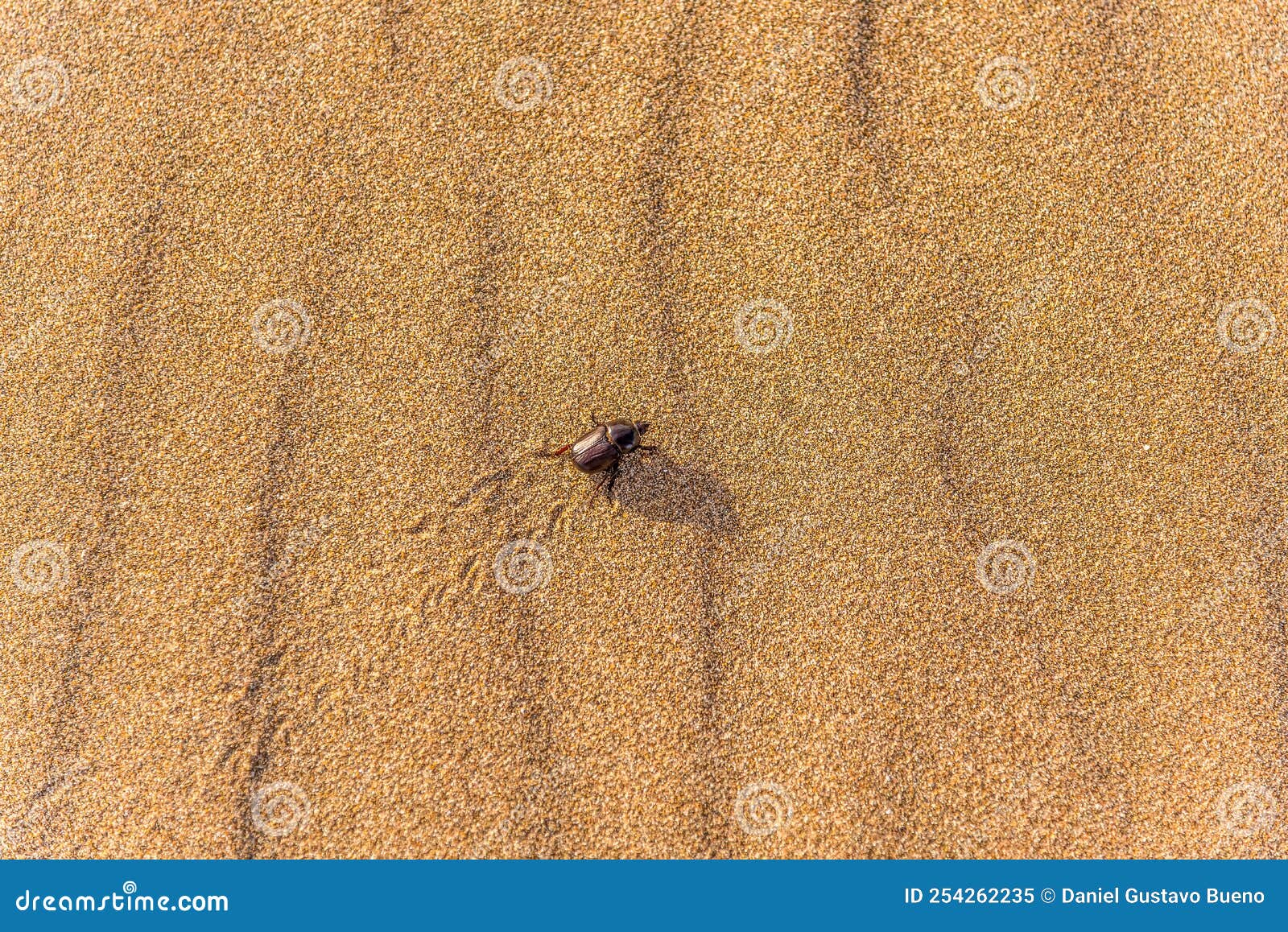 Scarab on a Sand Dune Leaving Its Footprints Stock Image - Image of ...