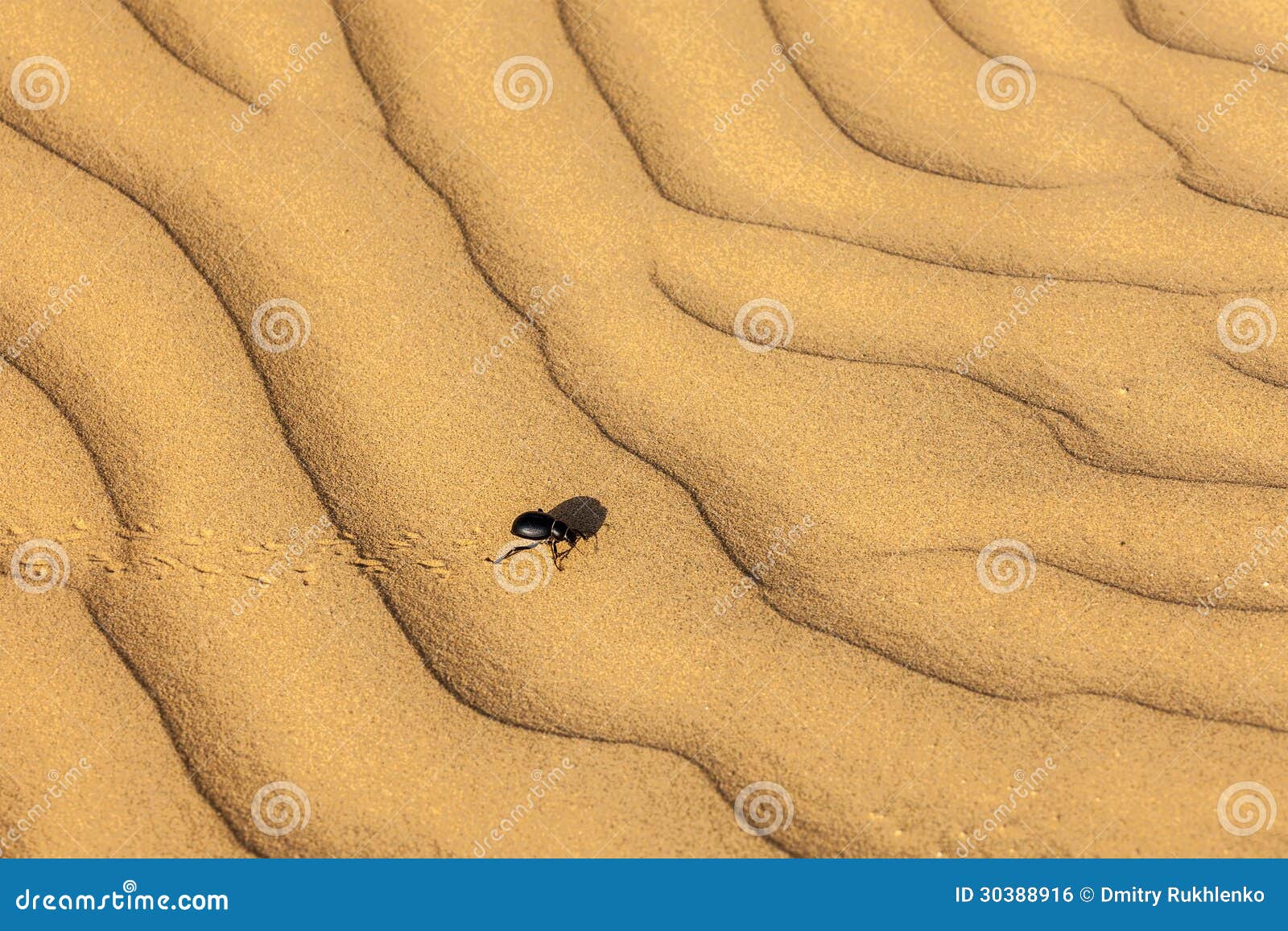 Scarab (Scarabaeus) Beetle on Desert Sand Stock Photo - Image of scarab ...