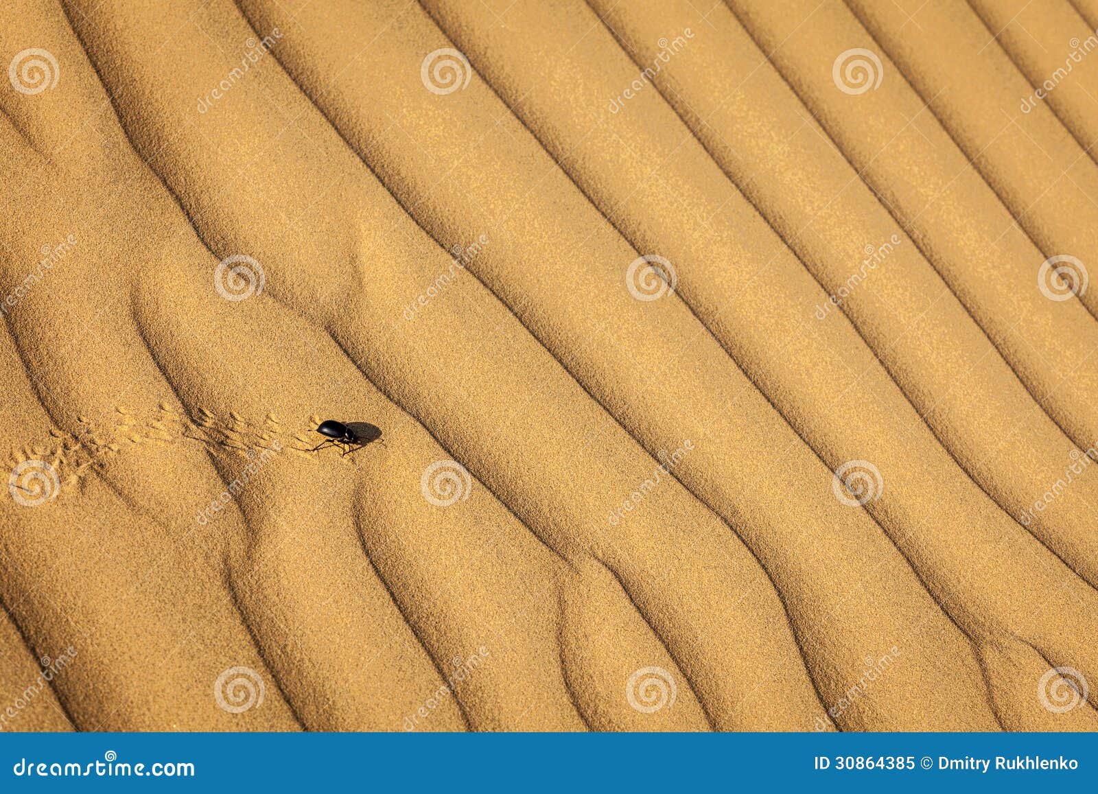 Scarab (Scarabaeus) Beetle on Desert Sand Stock Image - Image of animal ...