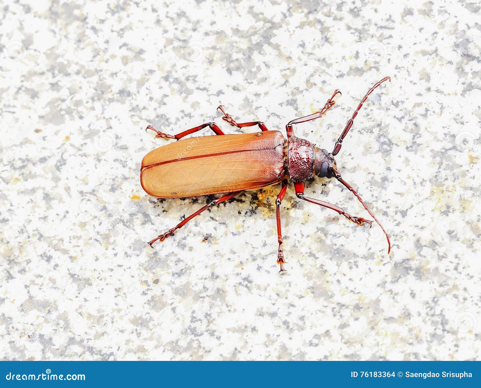 Scarab stock photo. Image of imago, boring, isolated - 76183364