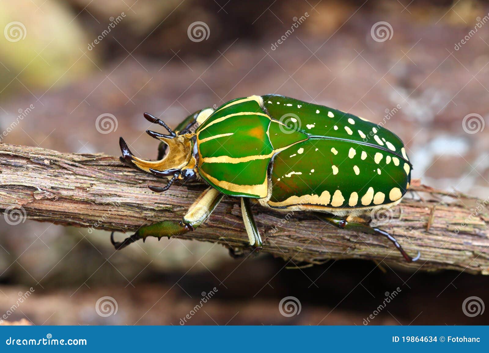 Scarabaeid Beetles Chelorrhina Polyphemus Stock Photo - Image of ...