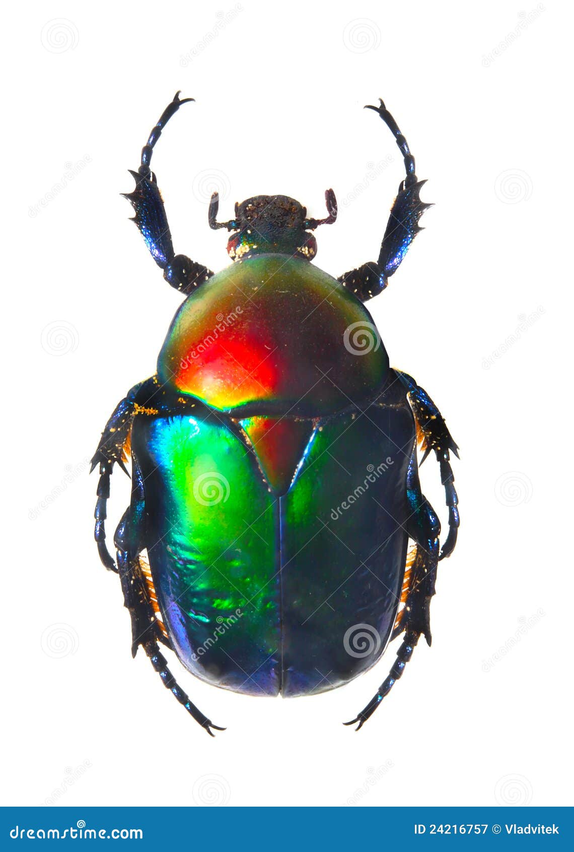 Beatle Bugs Stock Photos - Free & Royalty-Free Stock Photos from Dreamstime