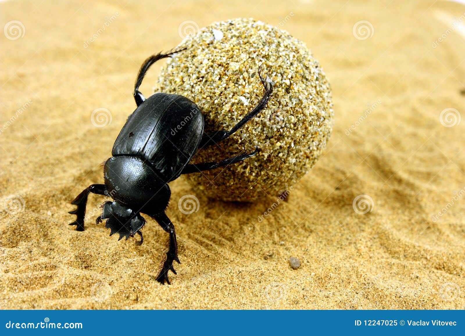 Scarabaeus Sacer Royalty Free Stock Photo - Image: 12247025