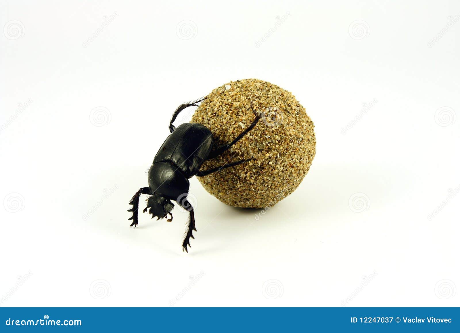 Scarabaeus sacer stock image. Image of insects, pushing - 12247037