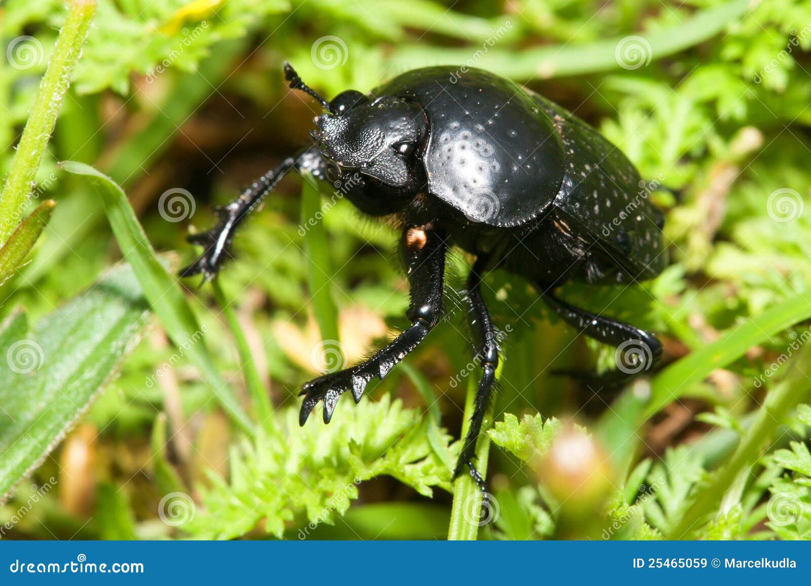 Scarabaeus variolosus stock image. Image of scarabeus - 25465059