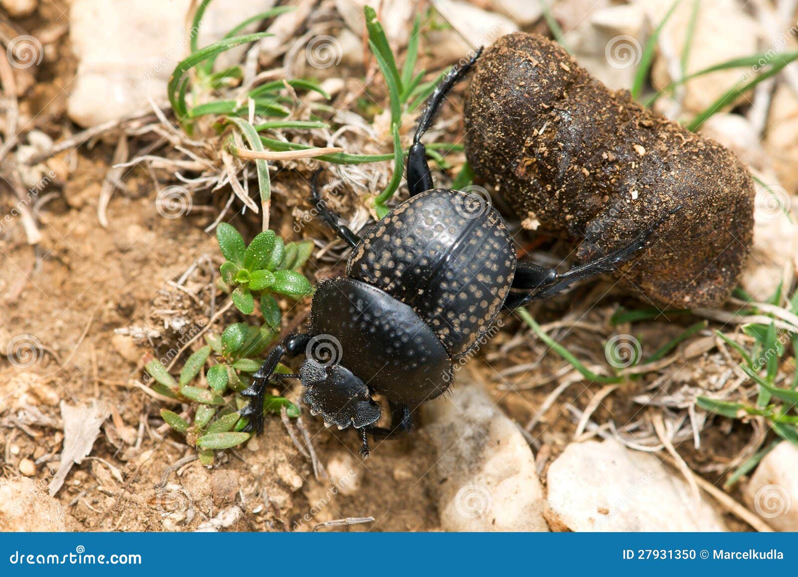 Variolosus Scarabaeus Stock Photos - Free & Royalty-Free Stock Photos ...