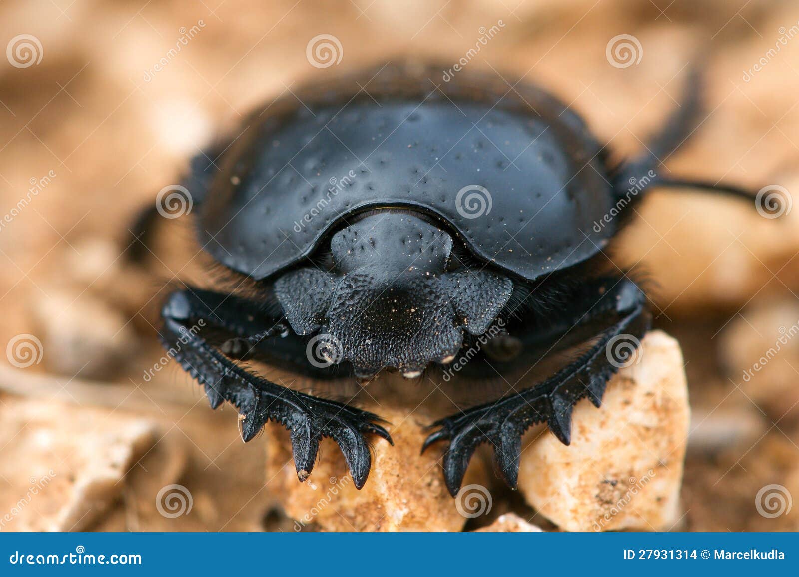 Scarabaeus Variolosus Portrait Stock Photo - Image of variolosus, close ...