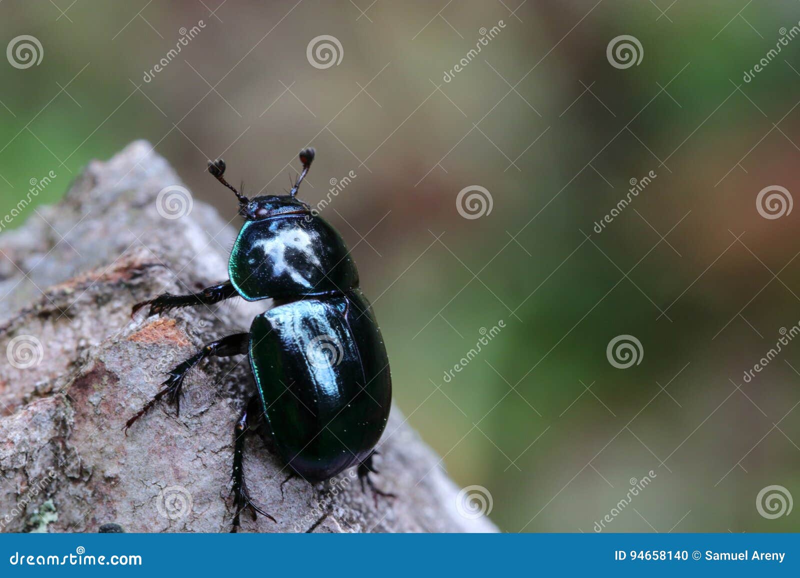 Scarabei stercorari fotografia stock. Immagine di artropodo - 94658140
