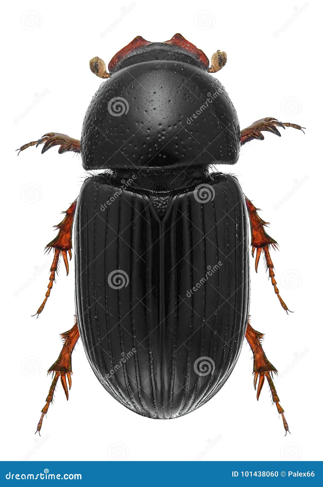 Scarabeo fotografia stock. Immagine di pericolo, selvaggio - 101438060