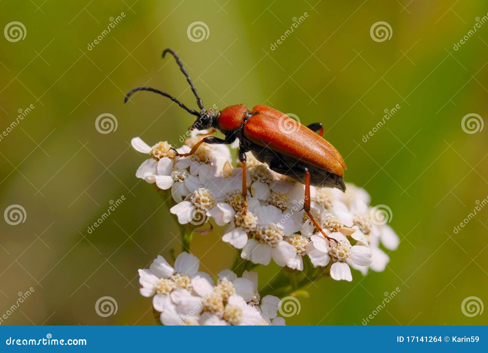 Scarabeo fotografia stock. Immagine di millefoglio, libero - 17141264