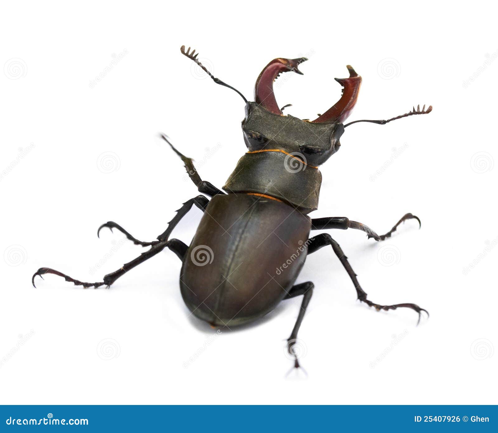 Scarabeo fotografia stock. Immagine di scarabeo, morso - 25407926