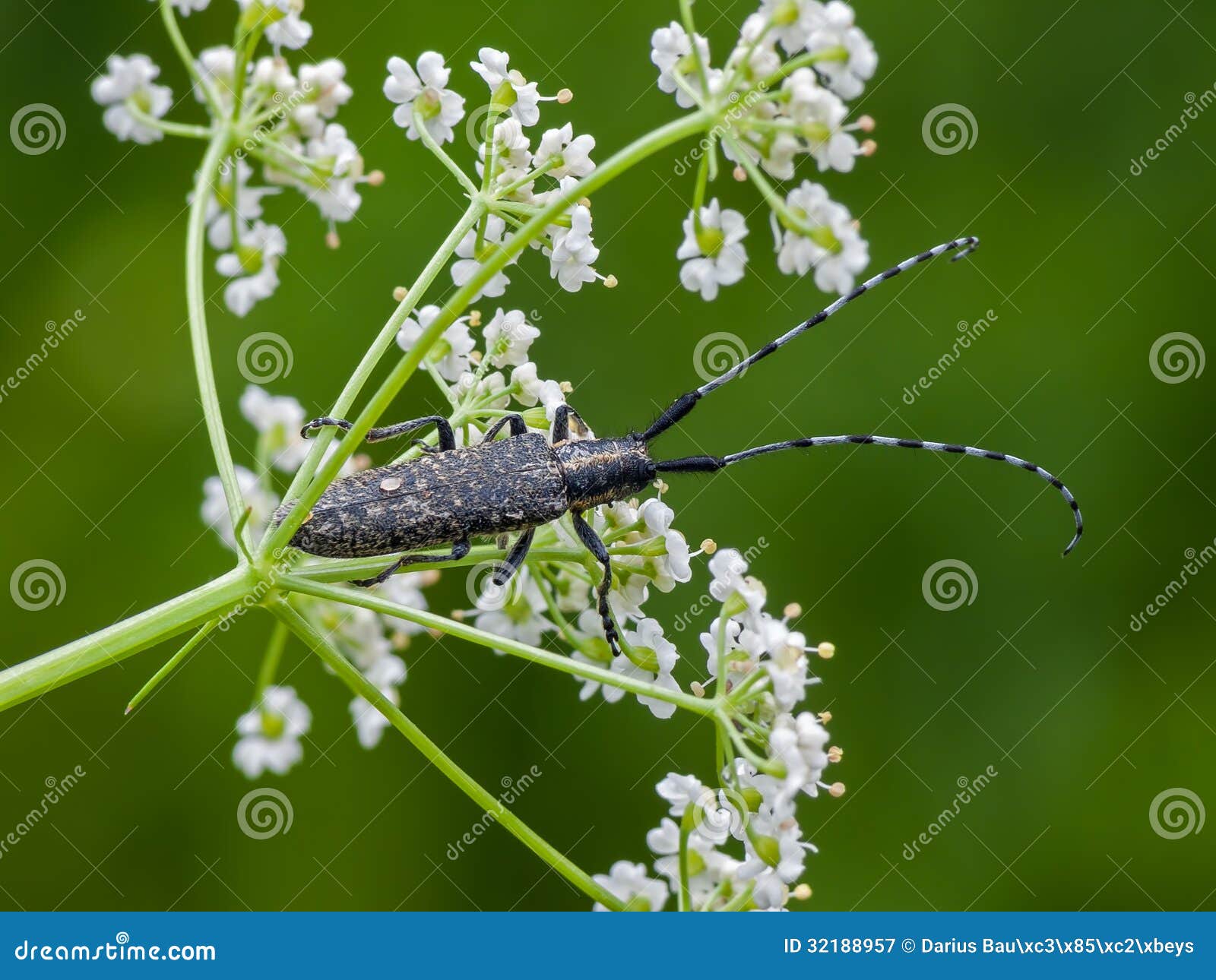 Scarabeo immagine stock. Immagine di wildlife, campo - 32188957