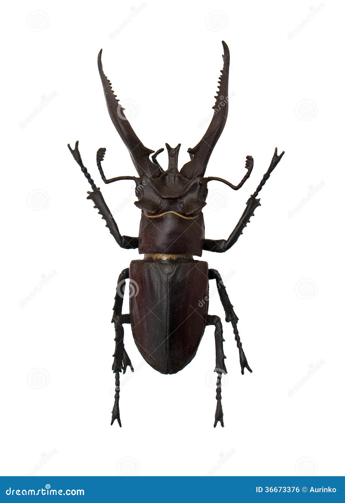 Scarabeo fotografia stock. Immagine di genere, esotico - 36673376