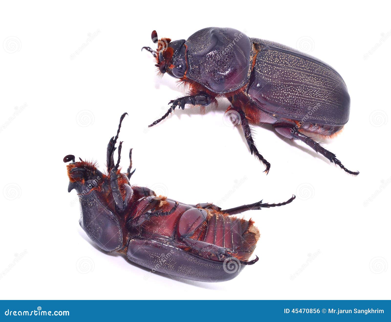 Scarabeo fotografia stock. Immagine di canna, thailandia - 45470856