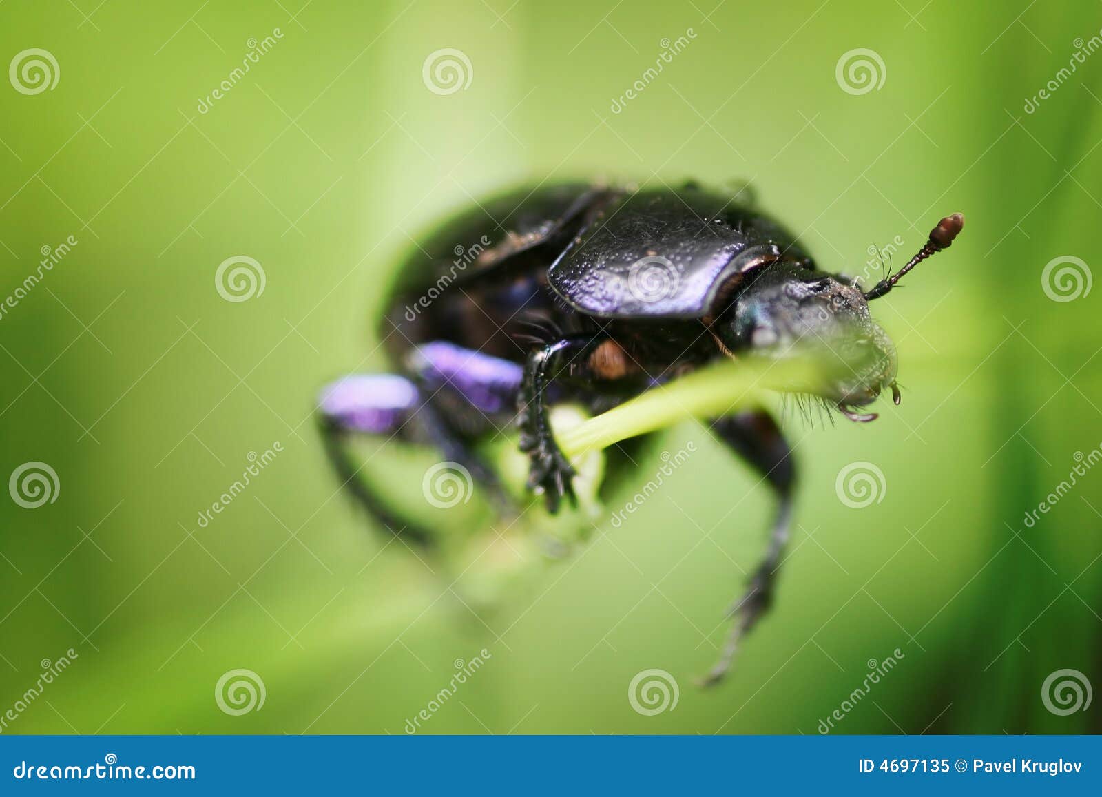 Scarabeo immagine stock. Immagine di animali, aperto, ambientale - 4697135