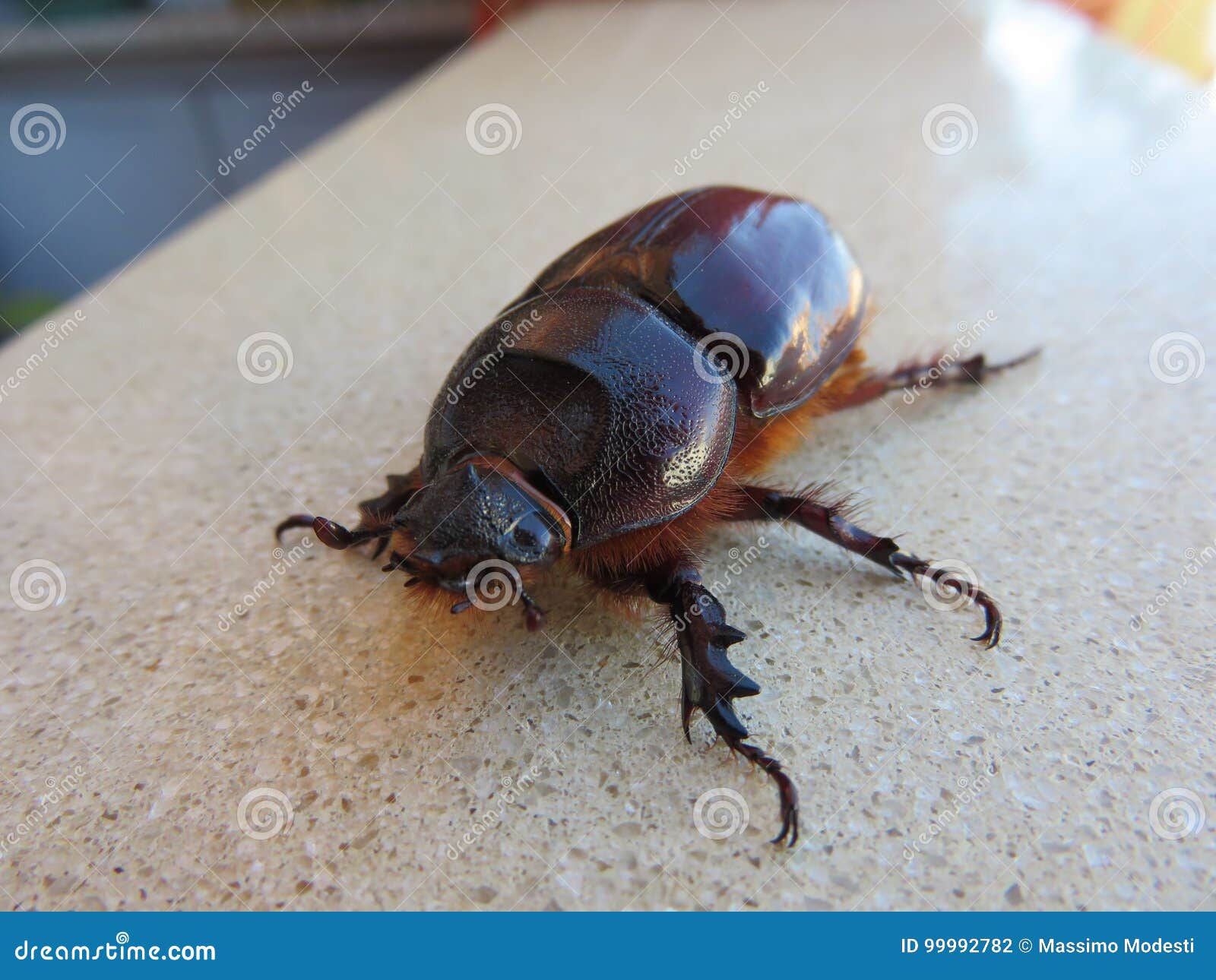 Scarabeo foto de archivo. Imagen de robusto, escarabajos - 99992782